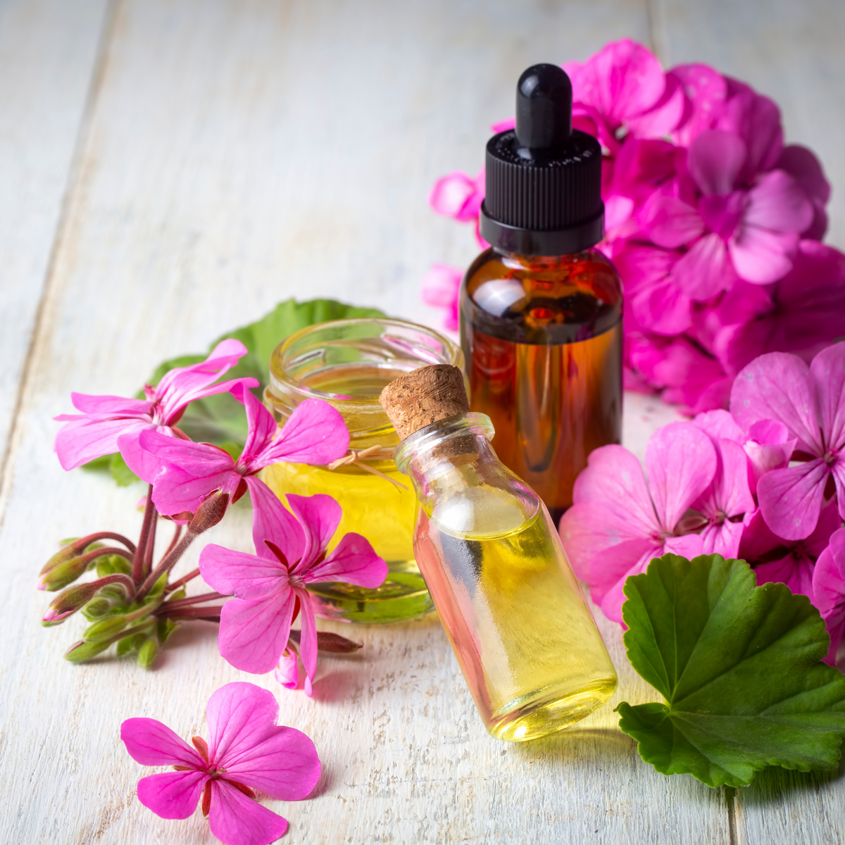 Benefits and Uses of Geranium Essential Oil